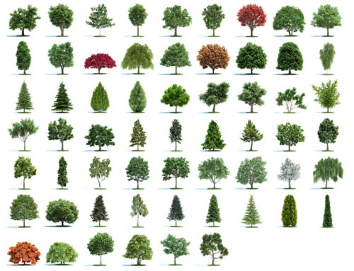 Archmodels Vol. 058 - Realistic Trees - 3D Textures, 3D Models & 3D ...