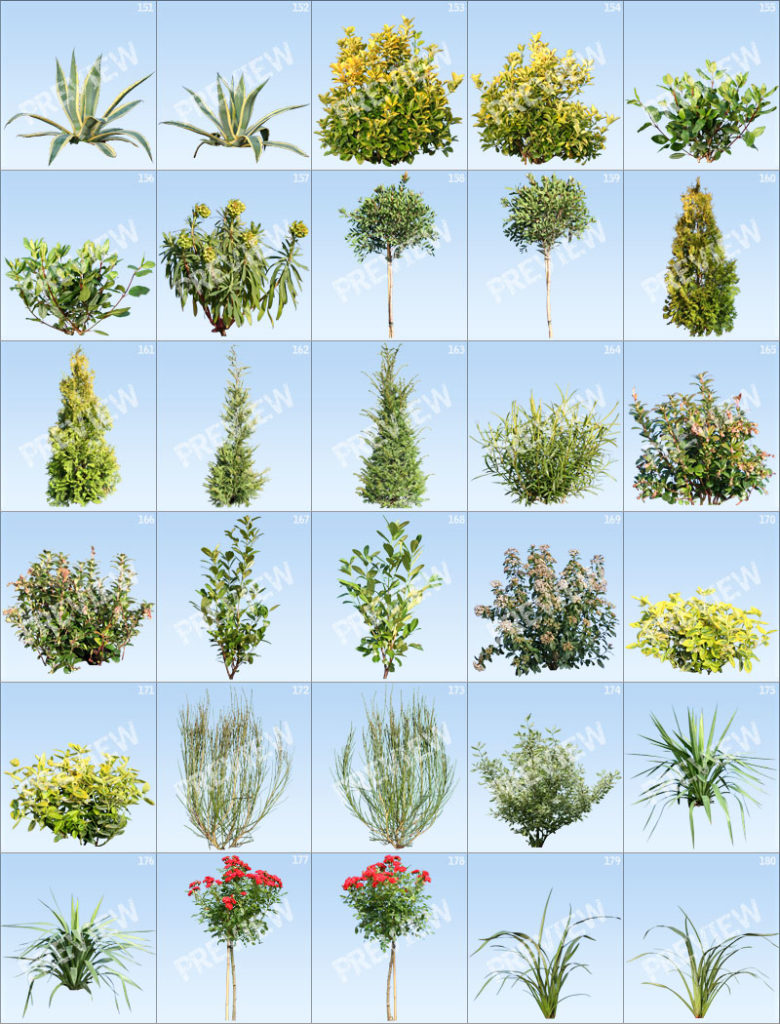 PNG Cutout Plants